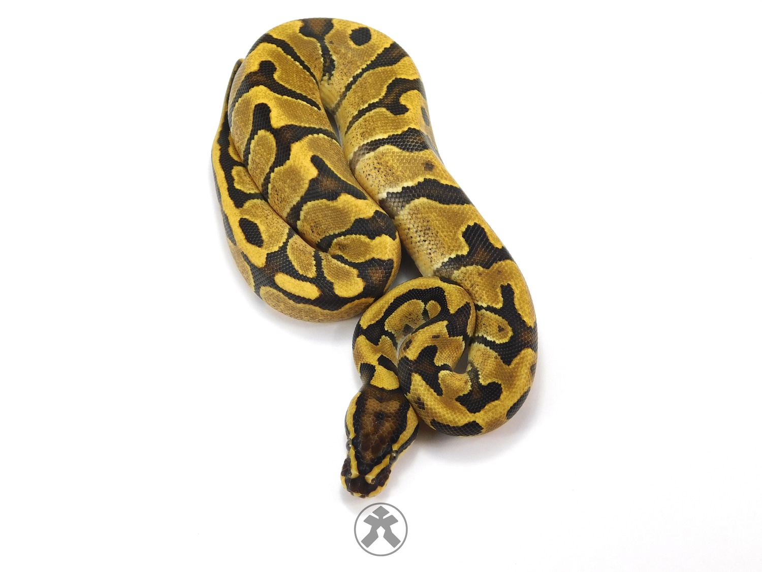 Enchi Fire Pos Het. Monsoon Ball Python by J-Royals Reptiles - MorphMarket
