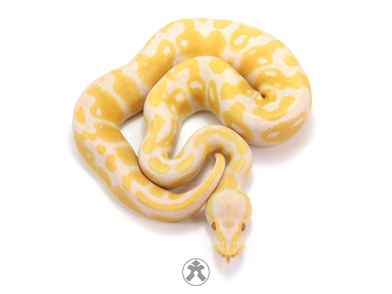 Candino Pastel Pos Het Monsoon Ball Python by J-Royals Reptiles ...