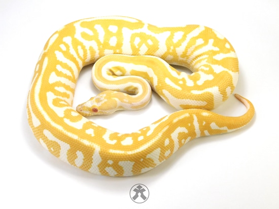 Albino Acid Spotnose HRA/BlkPastel Ball Python by J-Royals Reptiles
