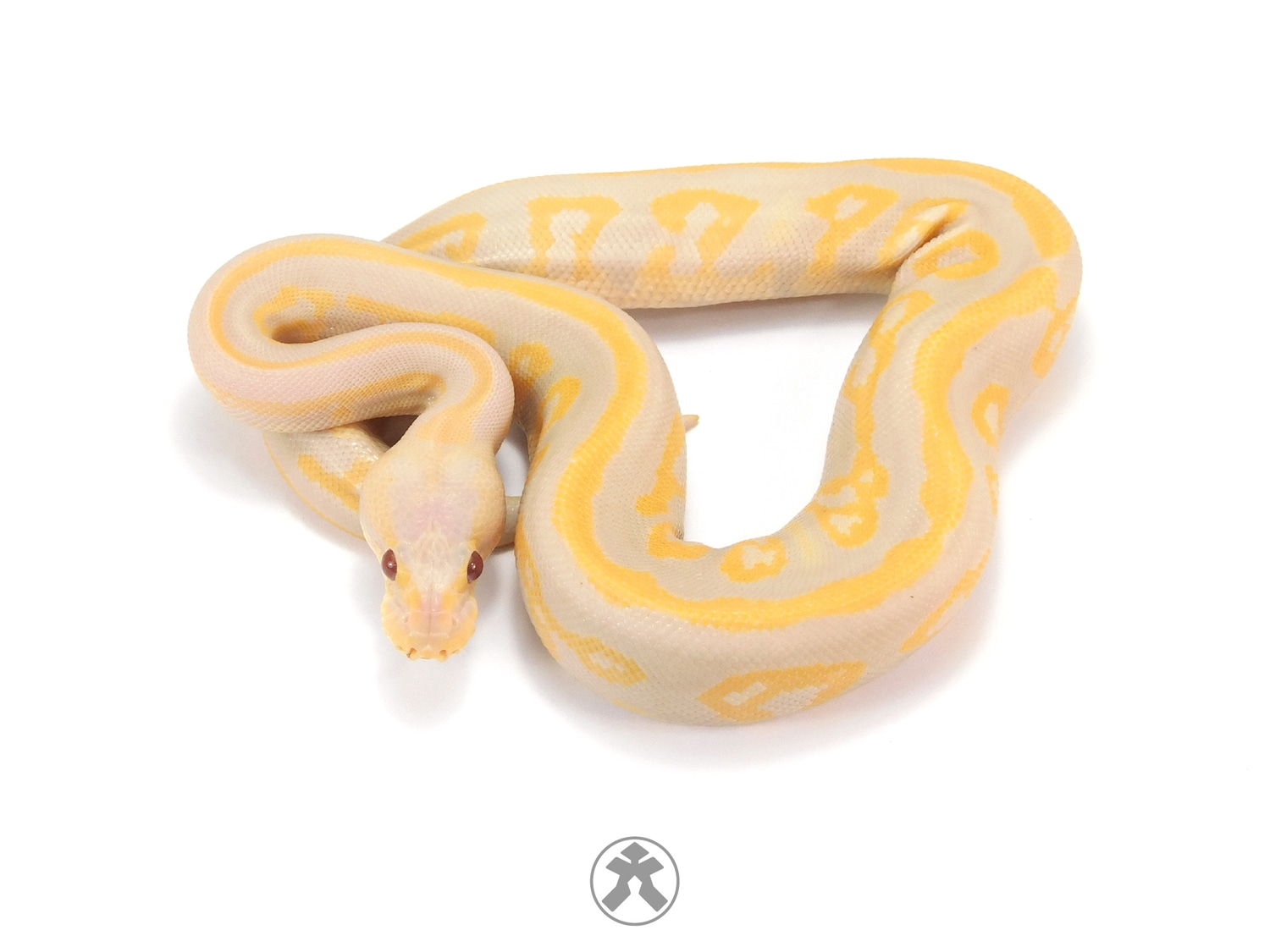Candy/Candino Acid BlkPastel Mahogany Ball Python by J-Royals Reptiles - MorphMarket