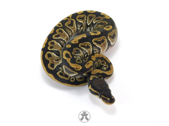 Blitz DH Cryptic DG Ball Python by J-Royals Reptiles