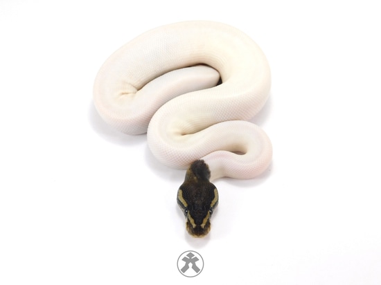 Pied BlkPastel Mystic ? Het. TSK Axanthic Ball Python by J-Royals Reptiles