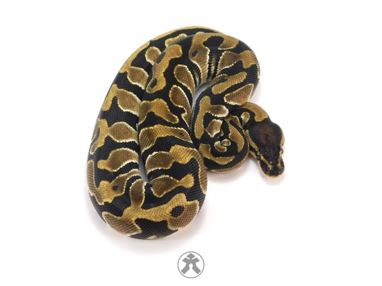 DH Cryptic DG Ball Python by J-Royals Reptiles