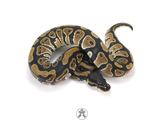 Gaia (New Gene) Ball Python by J-Royals Reptiles