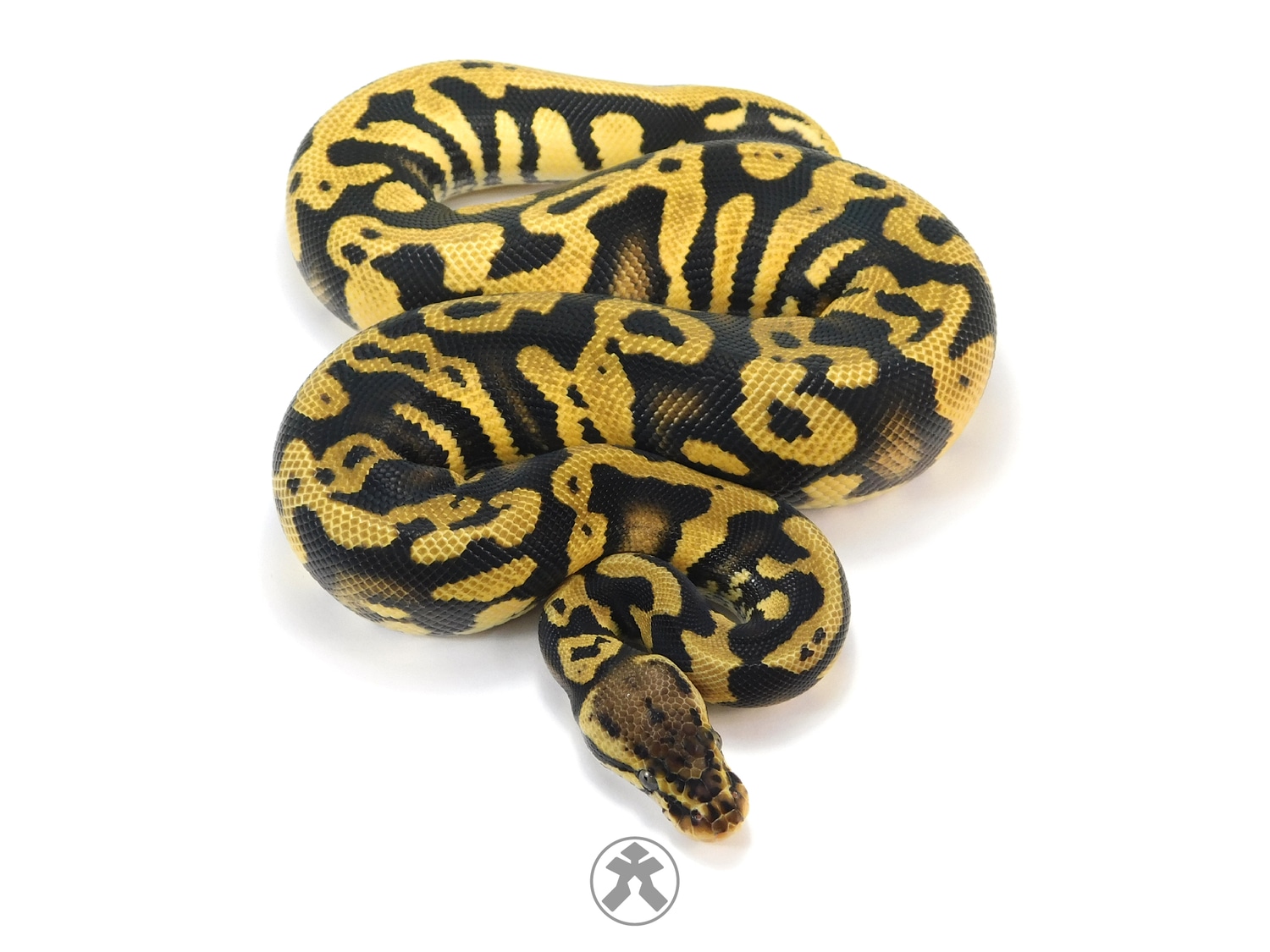 J-Royals Reptiles's Collection - MorphMarket