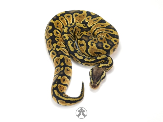 Pastel Pos Het. Monsoon Ball Python by J-Royals Reptiles