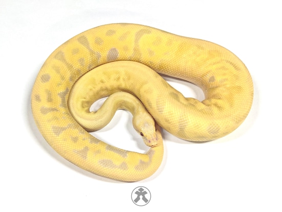 Candino Acid Leopard Pastel Ball Python by J-Royals Reptiles