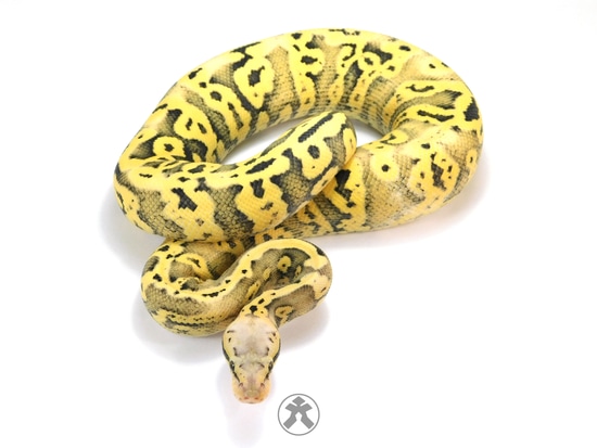 DG Super Pastel Acid Pos YB Ball Python by J-Royals Reptiles