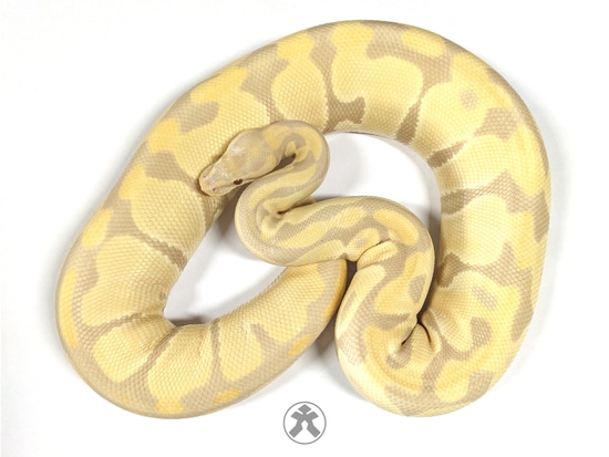 Candino Ball Python by J-Royals Reptiles