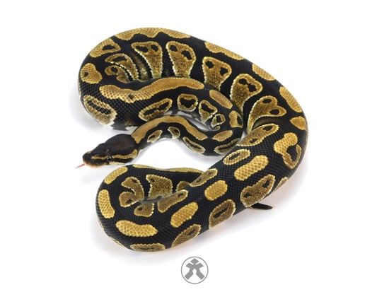 Gaia (New Gene) Ball Python by J-Royals Reptiles