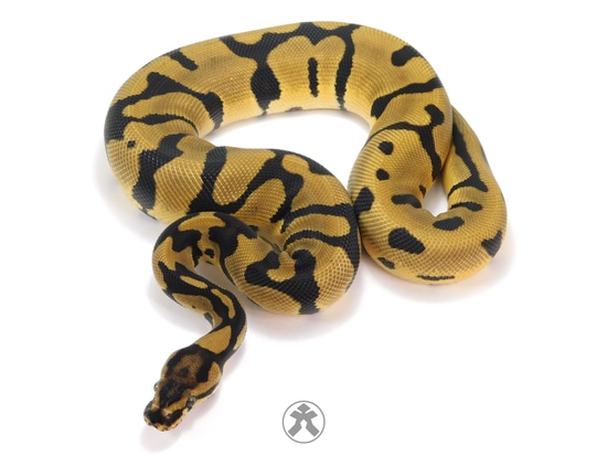 Acid OD Het. Candino Ball Python by J-Royals Reptiles