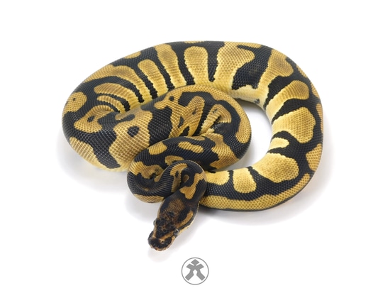 Acid OD Het. Candino Ball Python by J-Royals Reptiles