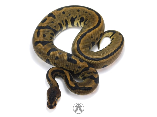 Acid Leopard Combo Ball Python by J-Royals Reptiles