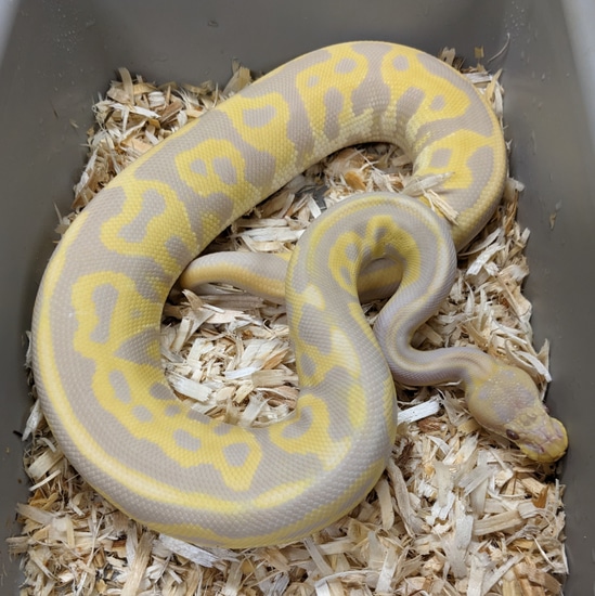 Candino BlkPastel Leopard Ball Python by J-Royals Reptiles