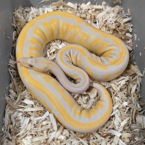 Candino Acid Enchi BlkPastel Ball Python by J-Royals Reptiles