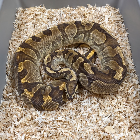 Enchi Fire YB (Giant) Ball Python by J-Royals Reptiles