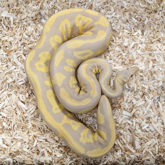 Candino Acid BlkPastel (Proven Breeder) Ball Python by J-Royals Reptiles