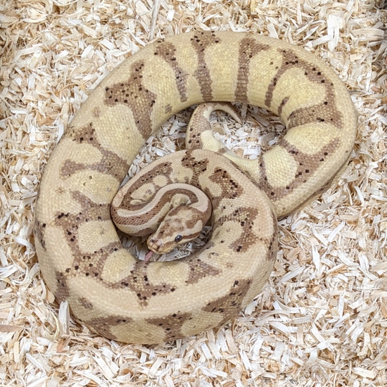 Acid Banana (Proven Breeder) Ball Python by J-Royals Reptiles