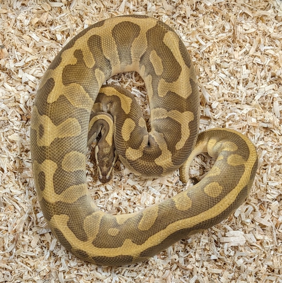 Acid Enchi Lesser (Proven Breeder) Ball Python by J-Royals Reptiles