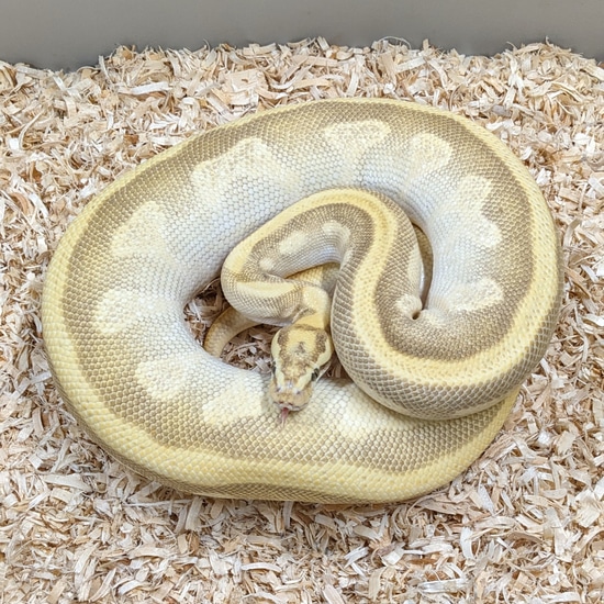 Enchi Fire Leopard Lesser OD (Big) Ball Python by J-Royals Reptiles