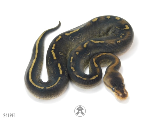 Super Wookie Ball Python by J-Royals Reptiles