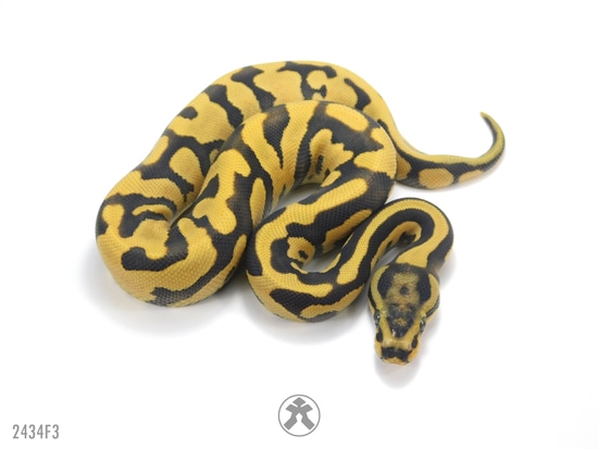 DG Acid Asphalt Enchi Ball Python by J-Royals Reptiles