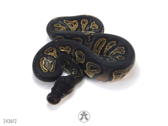 Super Black Head Ball Python by J-Royals Reptiles