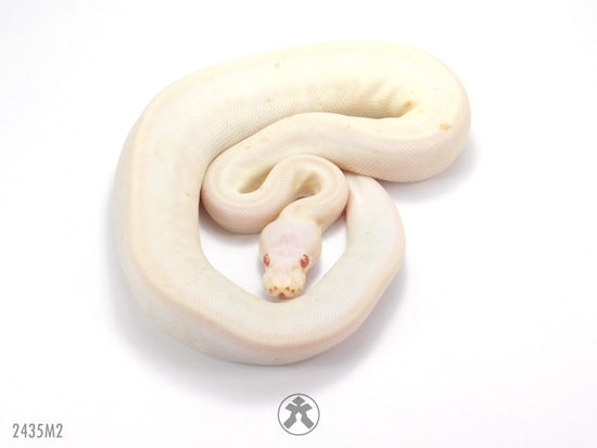 Cherry Bomb Plus Ball Python by J-Royals Reptiles