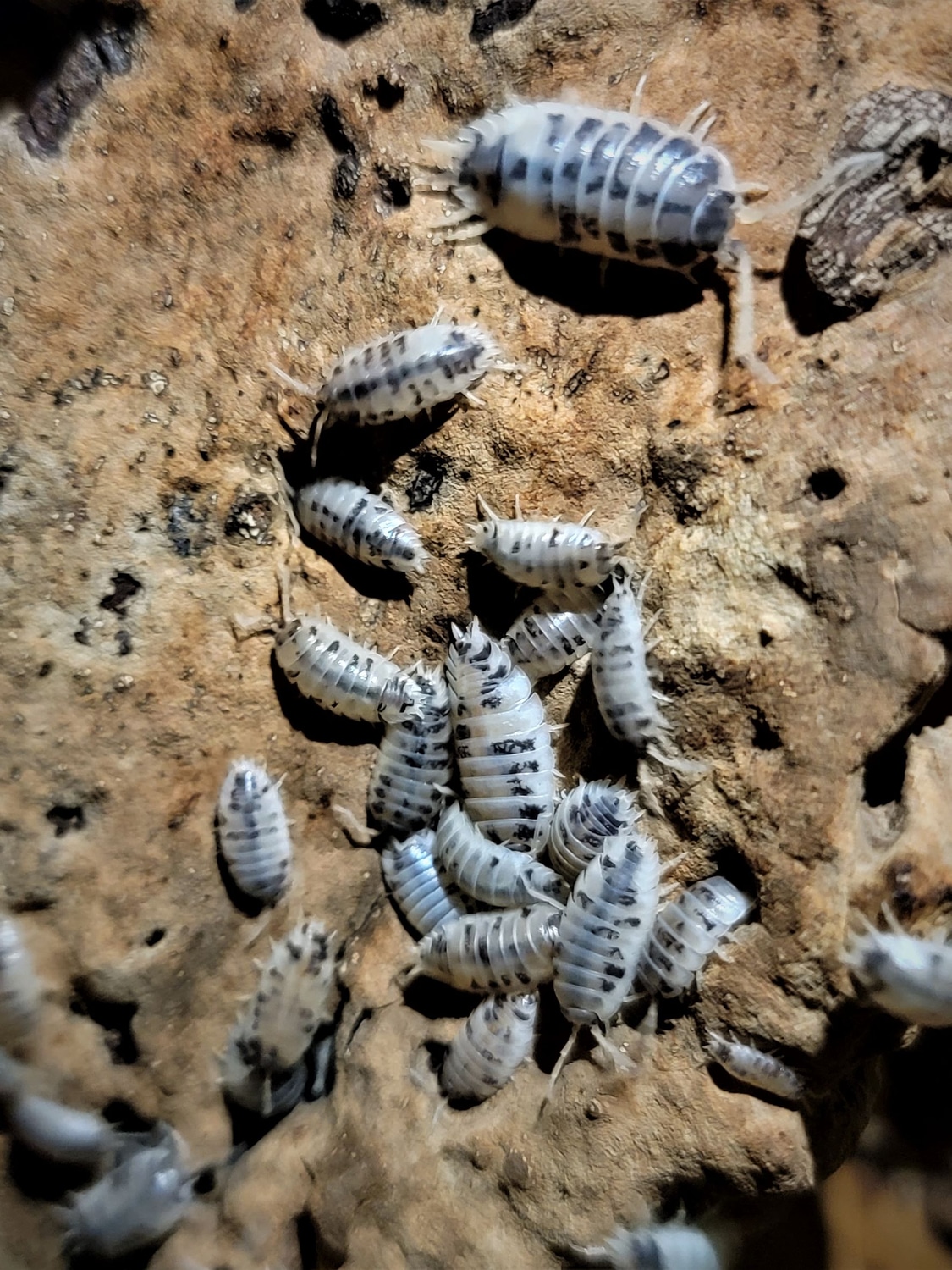 20ct Porcellio Laevis "Dairy Cow" Isopod by Gecko Barrel - MorphMarket