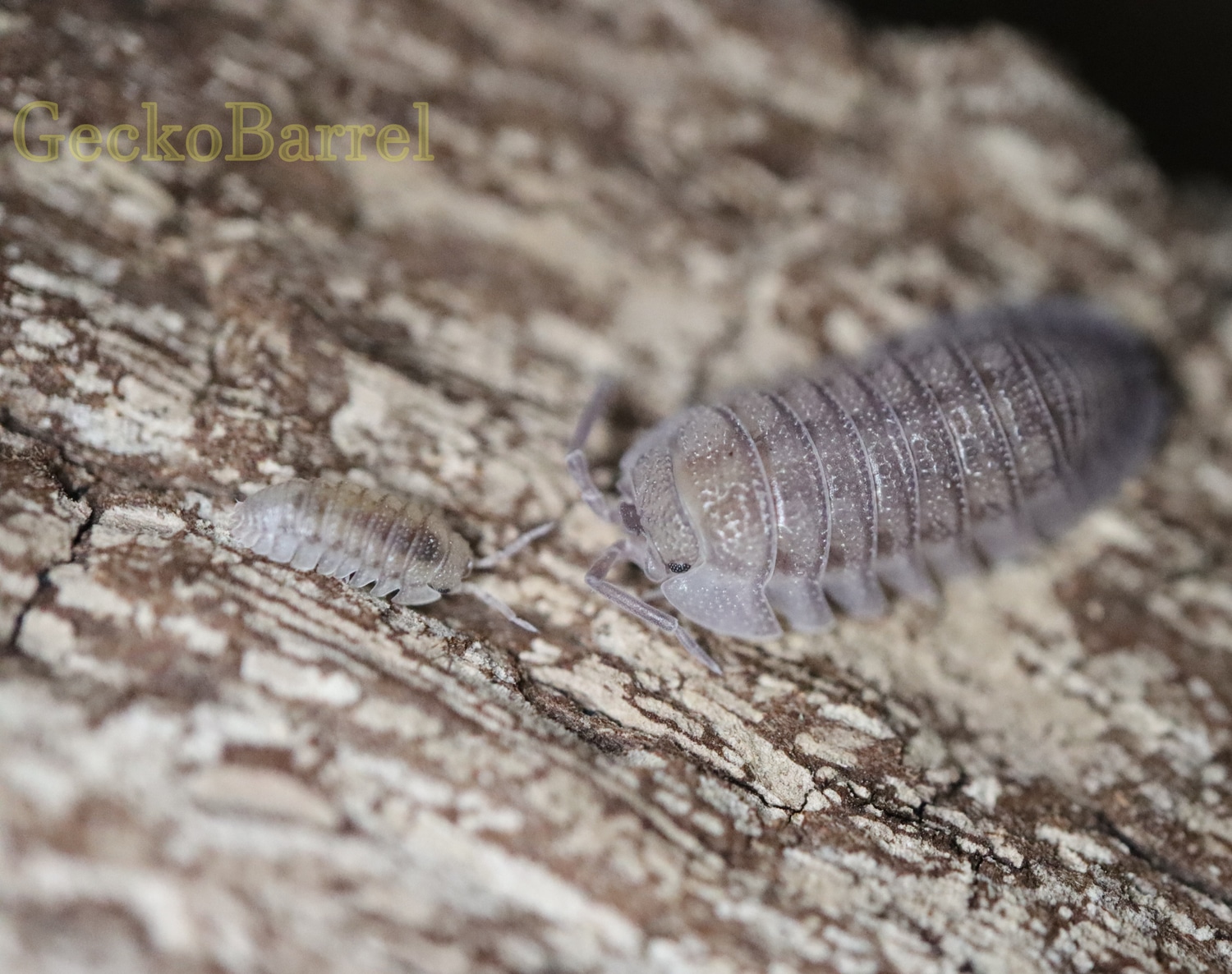 20ct Armadillidium Peraccae Isopod by Gecko Barrel - MorphMarket