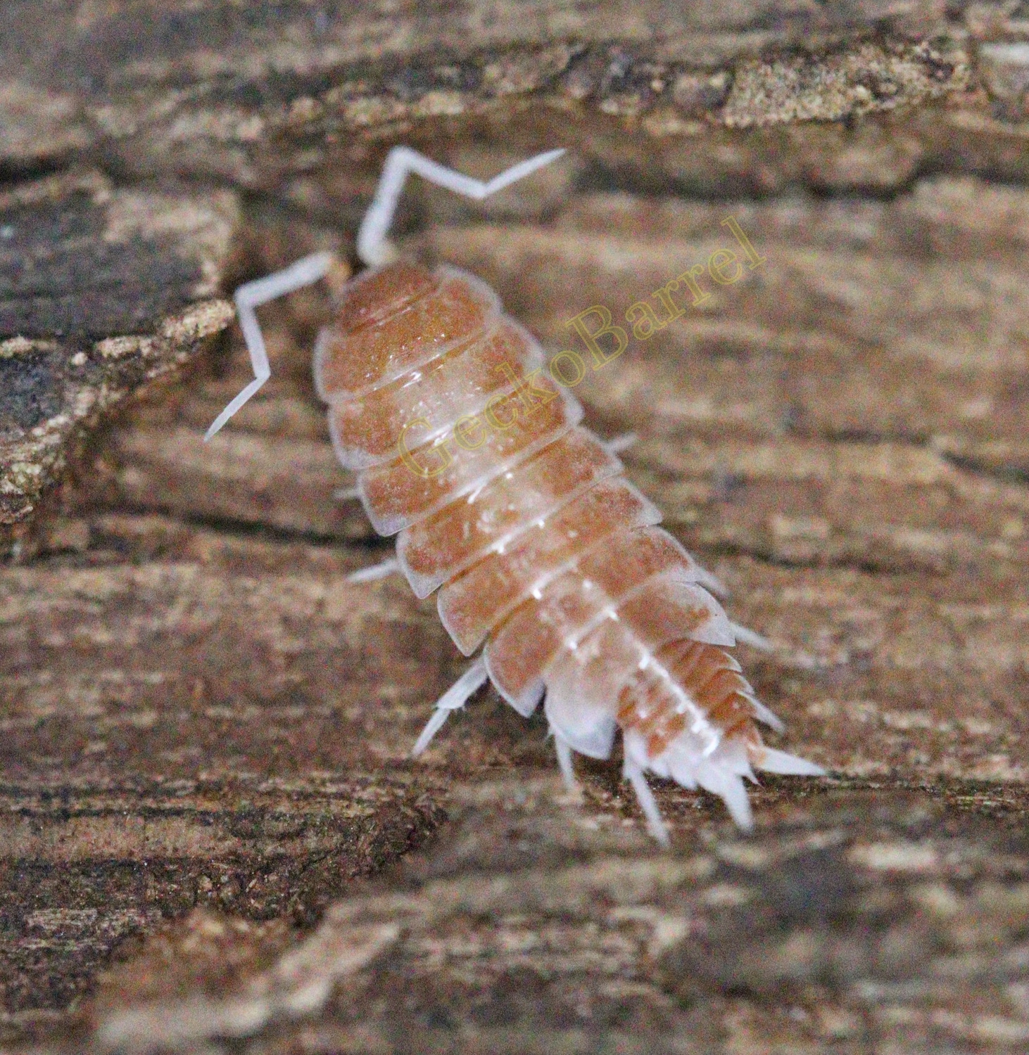 10ct "Orange Cream" Porcellionides Pruinosus Isopod by Gecko Barrel ...