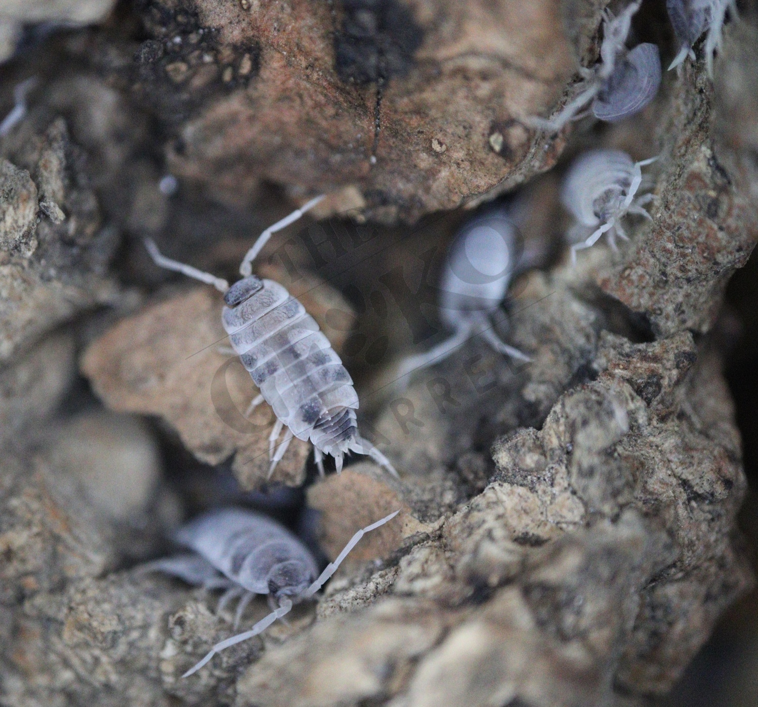 10ct "Oreo" Porcellionides Pruinosis Isopod by Gecko Barrel - MorphMarket