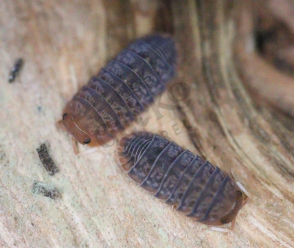 20ct Nagurus Cristatus Isopod by Gecko Barrel - MorphMarket