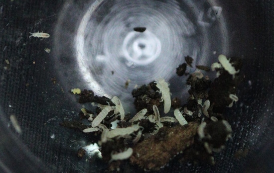 +100ct F. Candida "Temperate White" Springtails More Invertebrate by ...