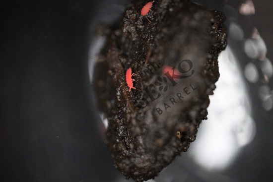 +20ct "Thai Red" Lobella Sp More Invertebrate by Gecko Barrel