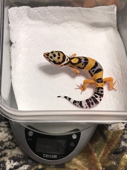 Giant Pastel Het RAPTOR TSF Leopard Gecko by Jackal Reptiles