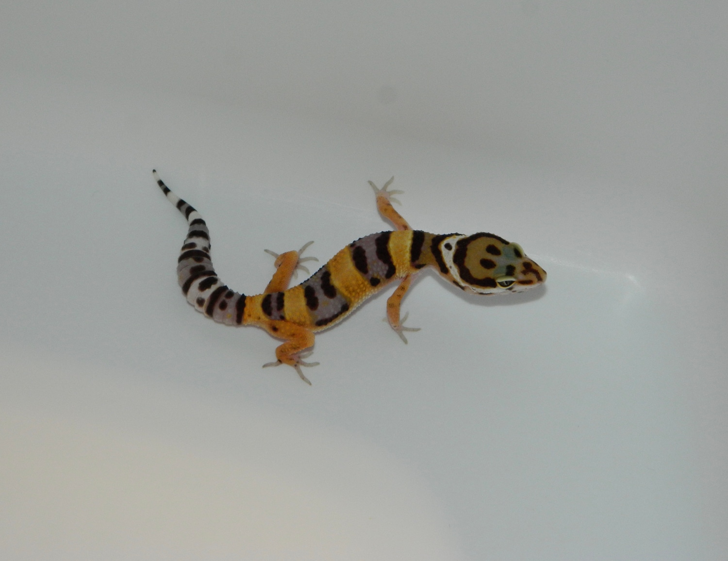 Tangerine Het RAPTOR Poss. Het Blizzard TSF Leopard Gecko by Ledford ...