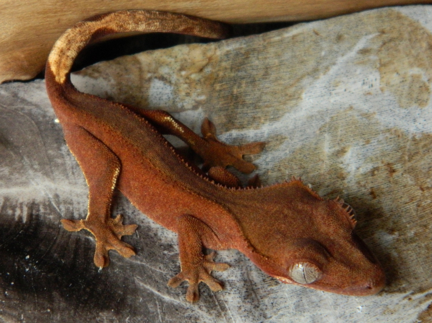 Red Patternless (Scotch X Ginger) Crested Gecko by Ledford ...