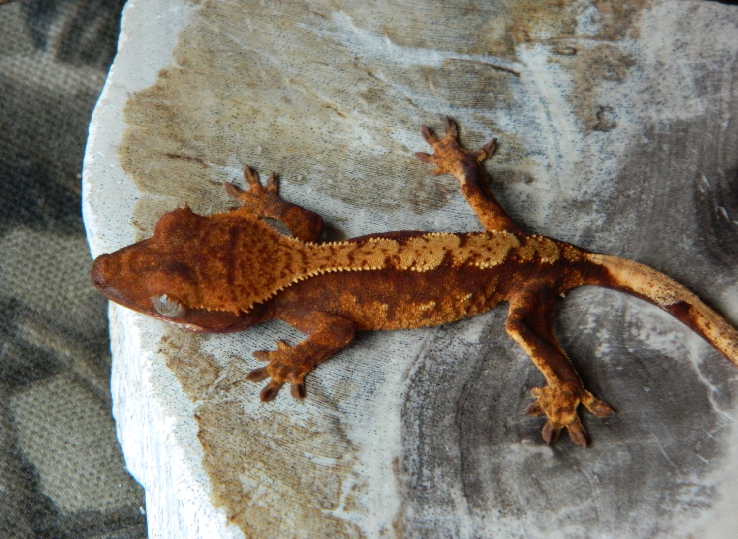 Red Harlequin (Scotch X Ginger) Crested Gecko by Jackal Reptiles ...