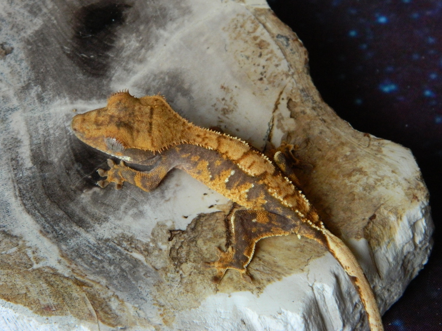 Red Lineage Harlequin (Scotch X Ginger) Crested Gecko by Ledford ...