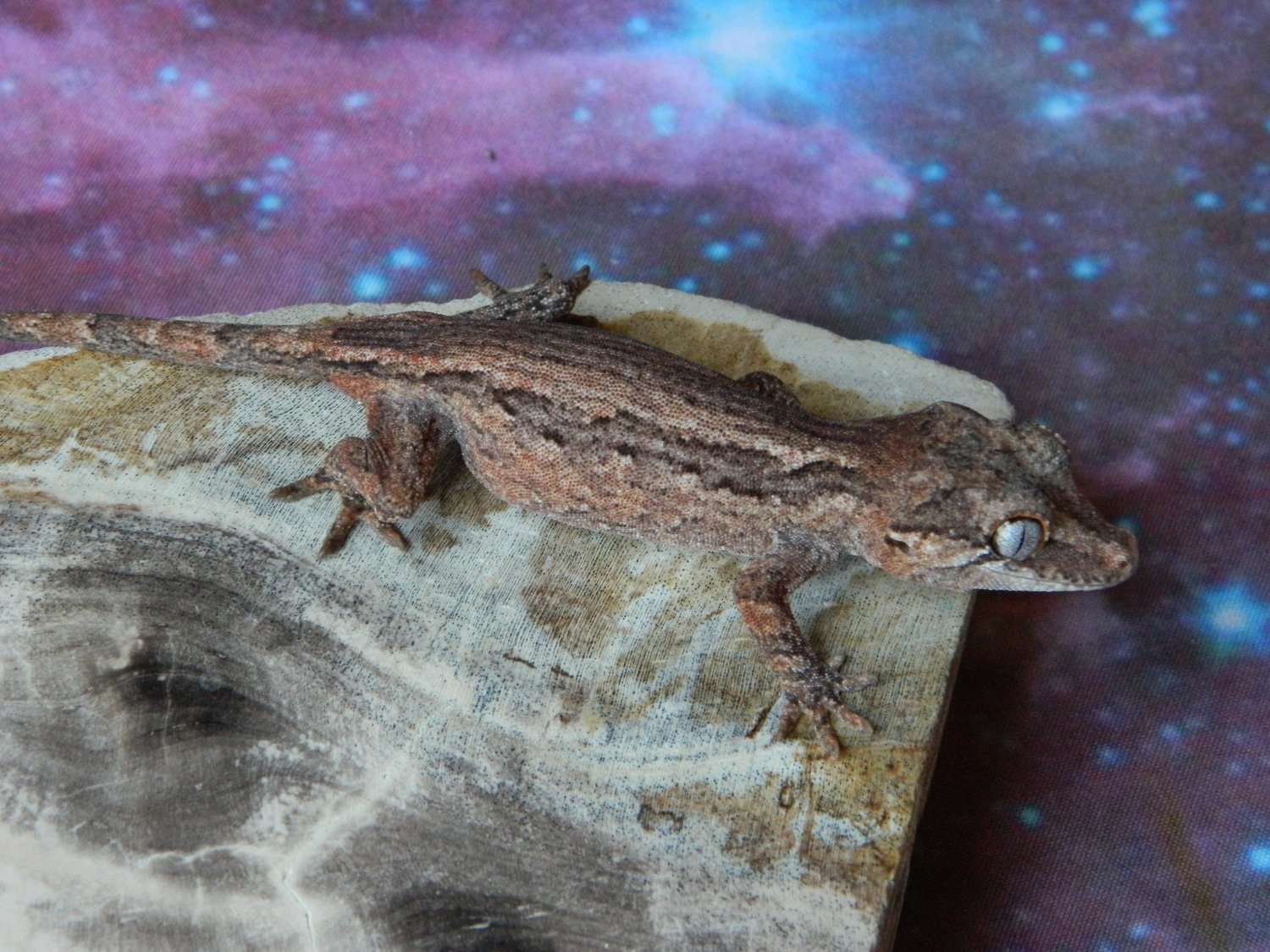 Pink Base Stripe Gargoyle Gecko by Ledford Herpetoculture - MorphMarket
