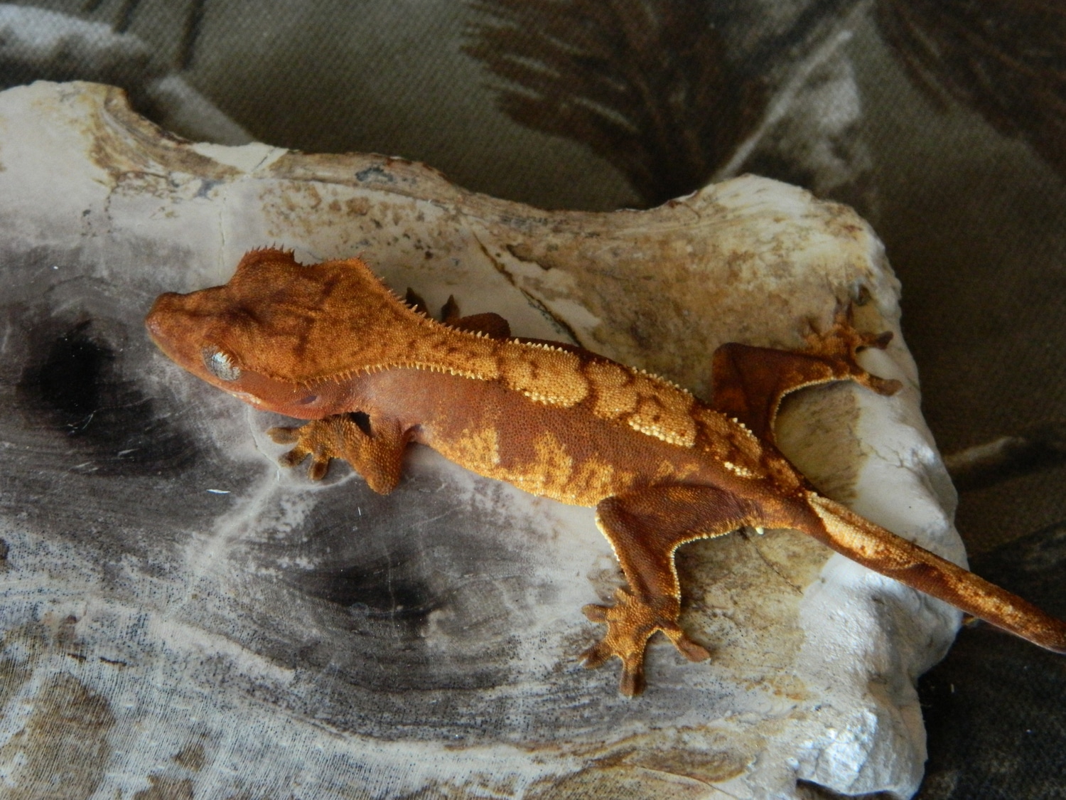 Red Harlequin (Scotch X Ginger) Crested Gecko by Ledford Herpetoculture ...