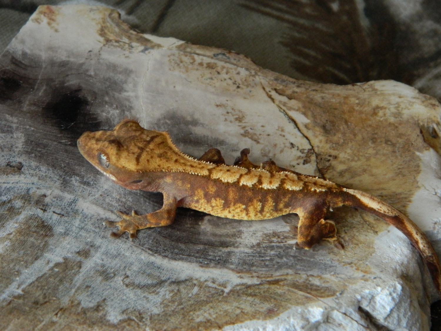 Red Harlequin (Scotch X Ember) Crested Gecko by Ledford Herpetoculture ...