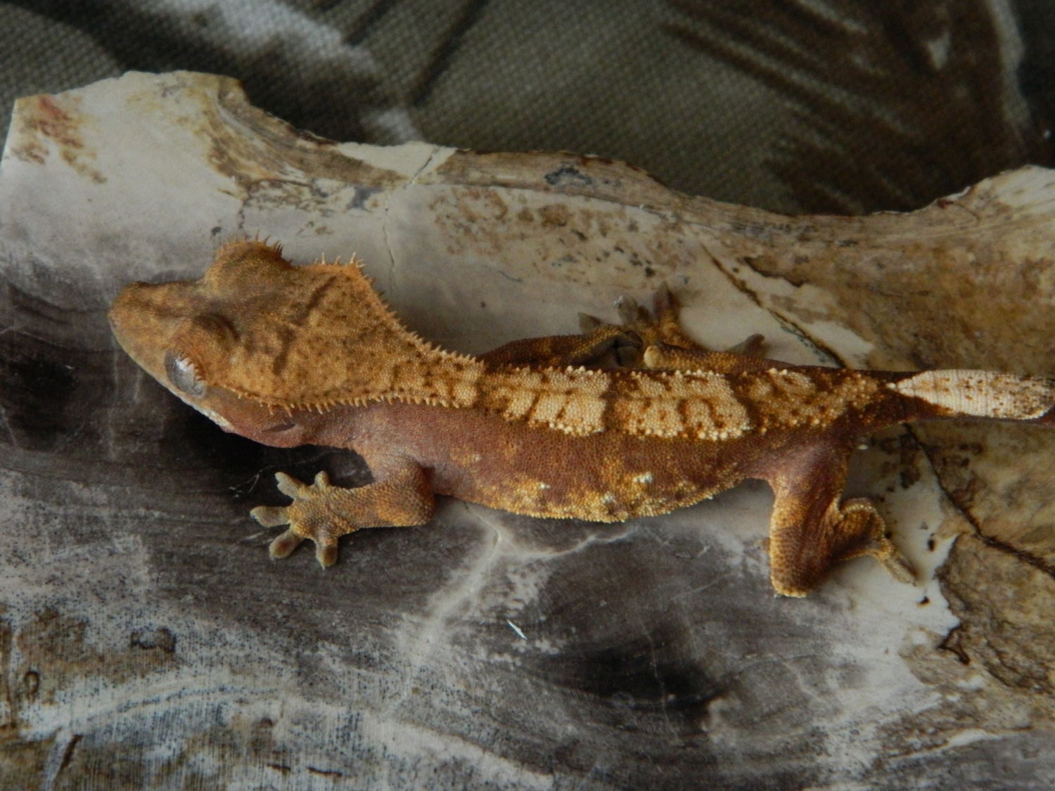 Red Harlequin (Scotch X Ginger) Crested Gecko by Ledford Herpetoculture ...