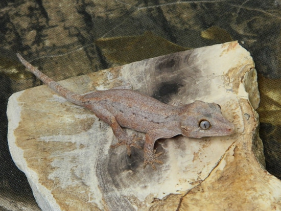 Pink Base Orange Stripe Gargoyle Gecko by Jackal Reptiles