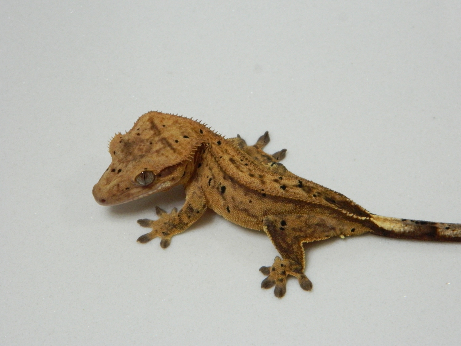 Yellow Dalmatian Phantom Pinstripe Crested Gecko by Ledford ...