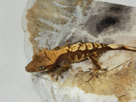 Dark Red Harlequin (Scotch X Ember) Crested Gecko by Jackal Reptiles