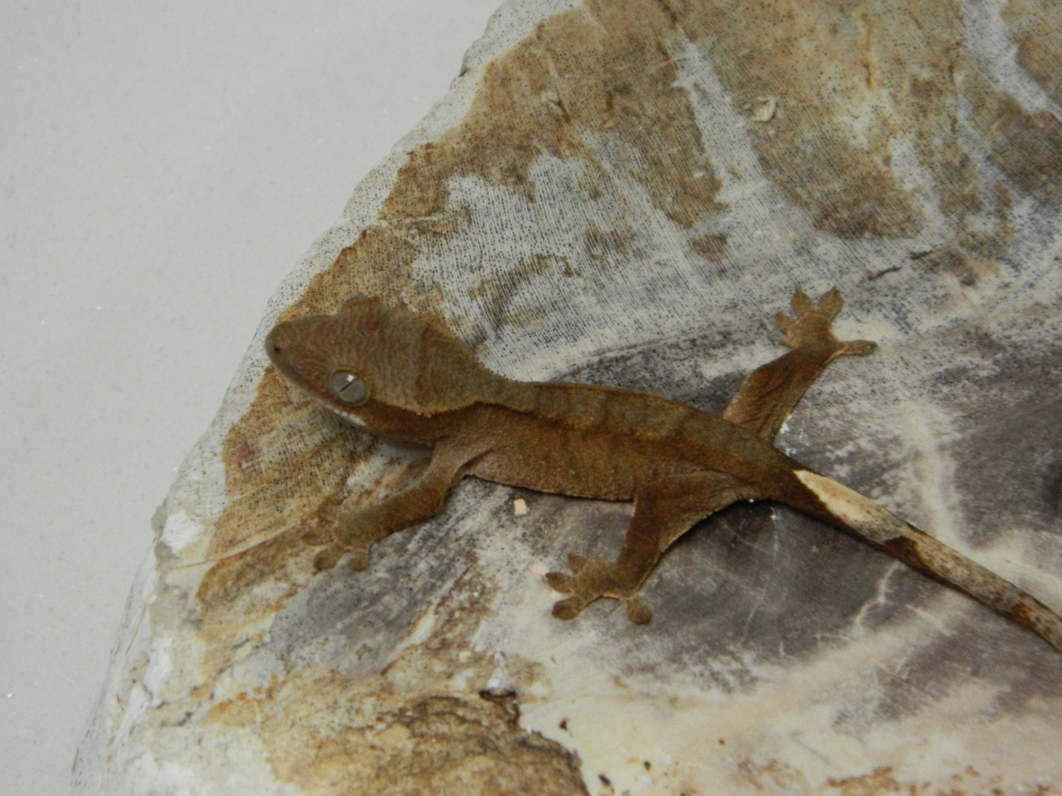 Red Oddball (Scotch X Ember) Crested Gecko by Ledford Herpetoculture ...