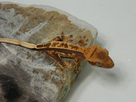 Pinstripe Dalmatian (Dalliance X Reese's) Crested Gecko by Jackal Reptiles