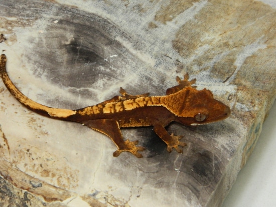 Dark Red Harlequin (Scotch X Daisy) Crested Gecko by Jackal Reptiles